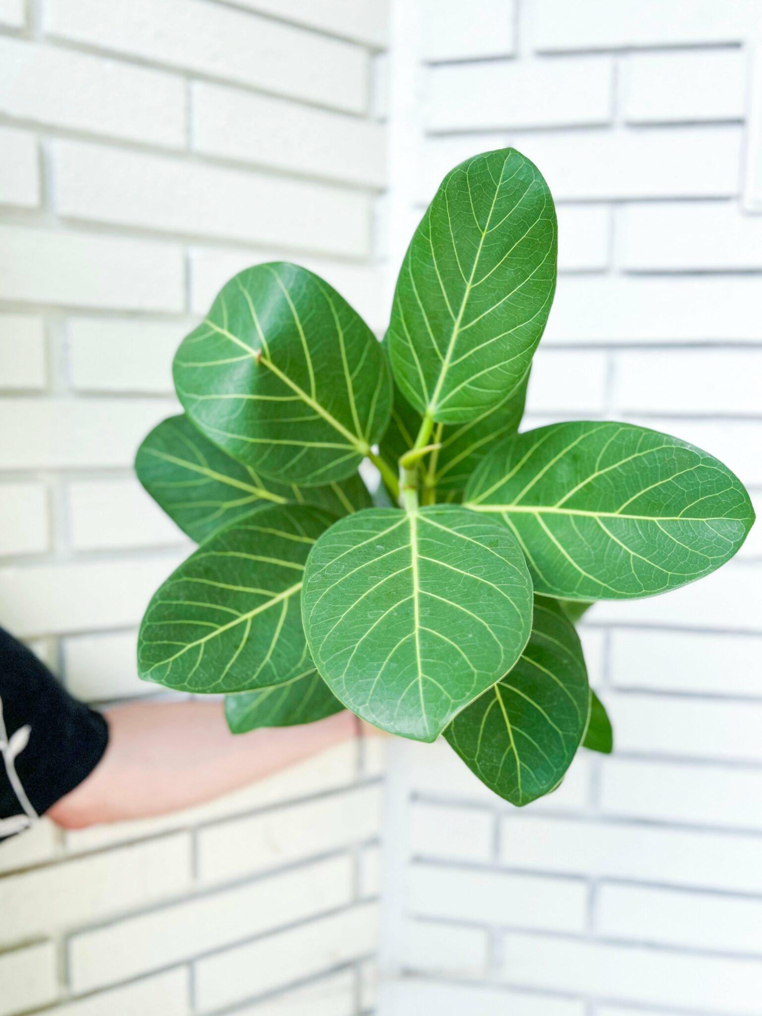 Apoballis Acutissima ‘Red Sword’ – Oglewood Avenue