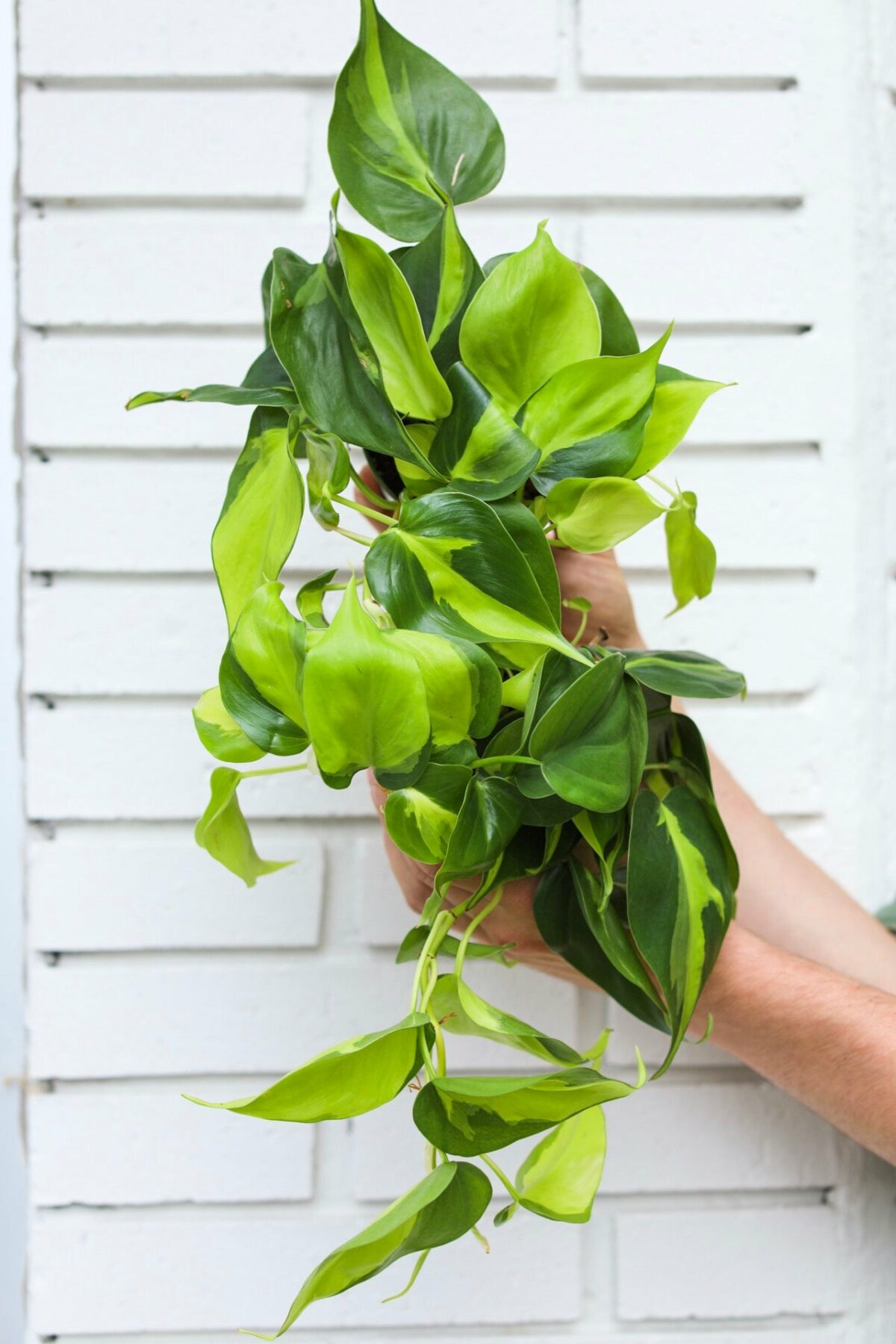 Apoballis Acutissima ‘Red Sword’ – Oglewood Avenue