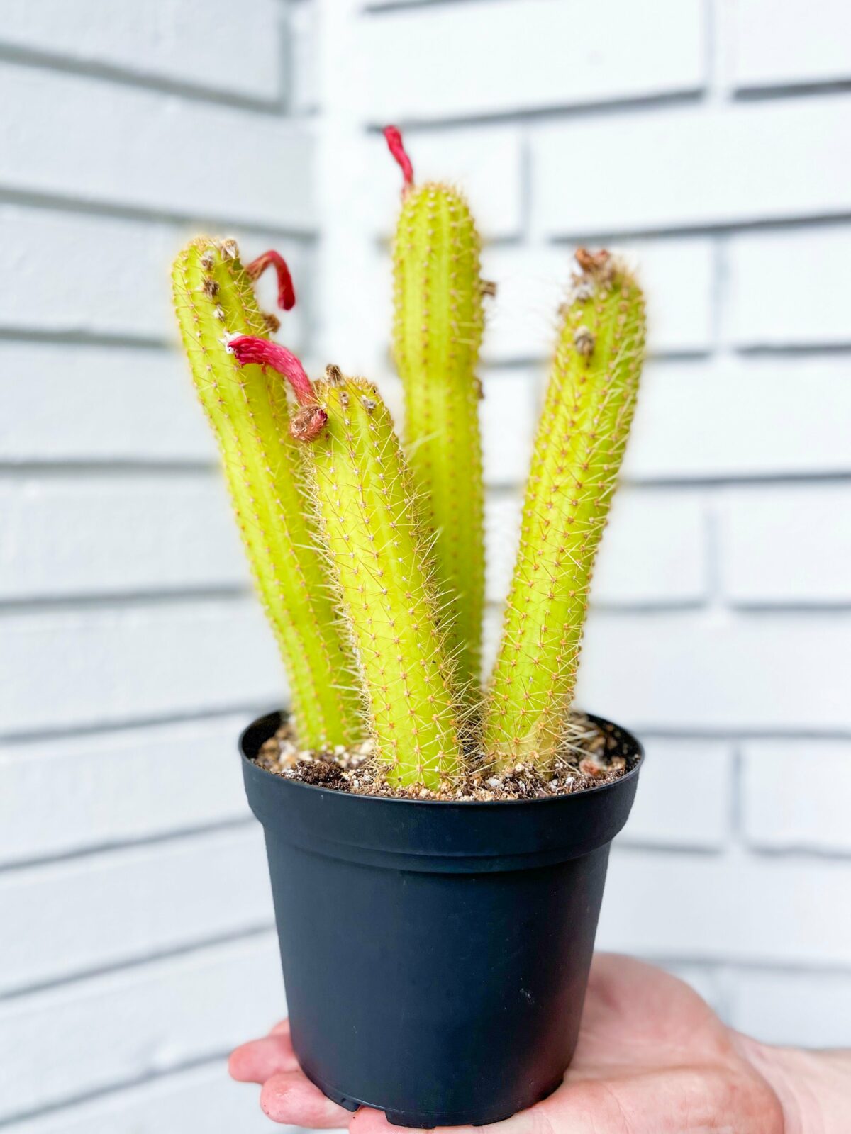 Shark Tooth Jungle Cacti 4 inch – Oglewood Avenue