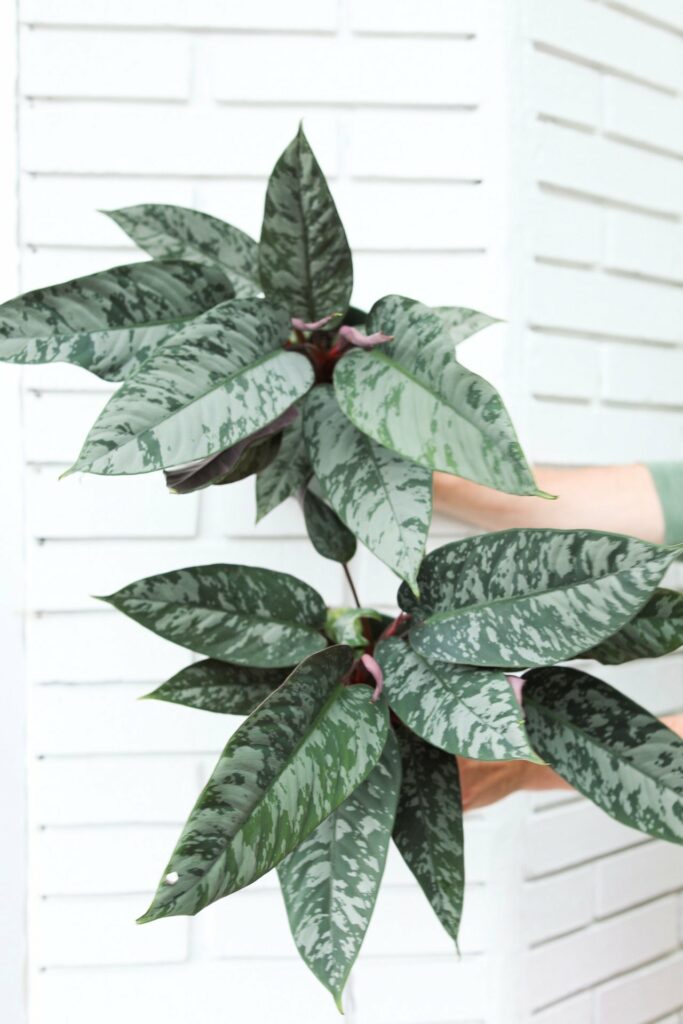 Apoballis Acutissima ‘Red Sword’ – Oglewood Avenue