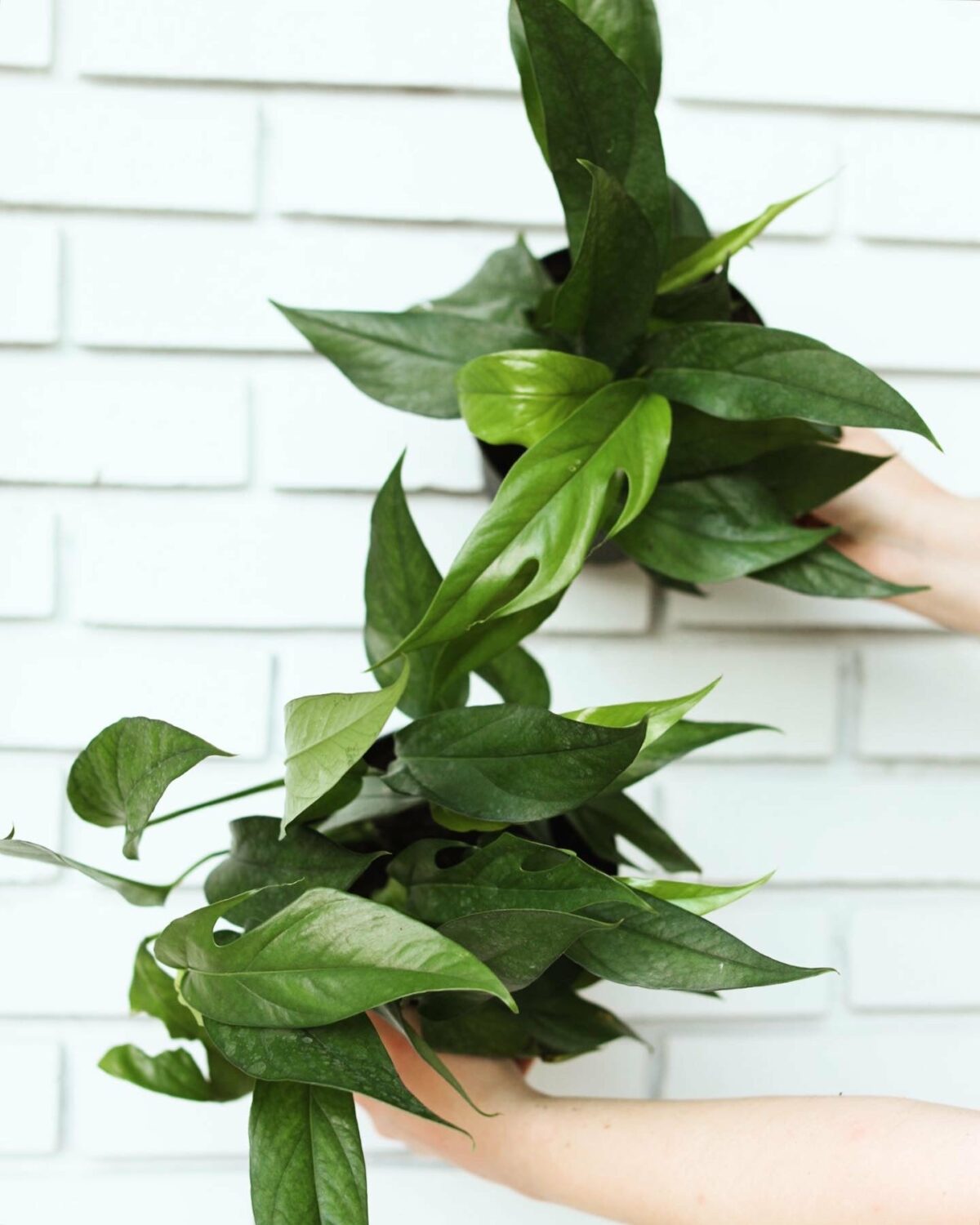 Apoballis Acutissima ‘Red Sword’ – Oglewood Avenue